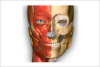 Anatomy Learning - 3D Atlas - schule.at